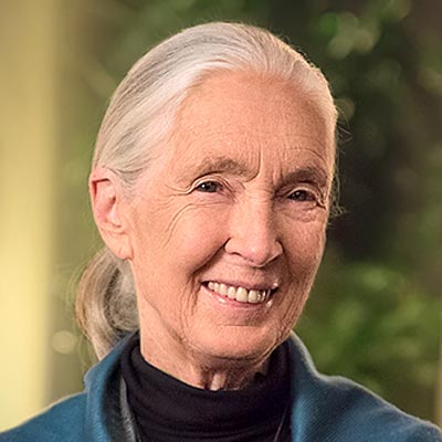 Dr. Jane Goodall Explains Chimpanzee Tool Use (with Video)